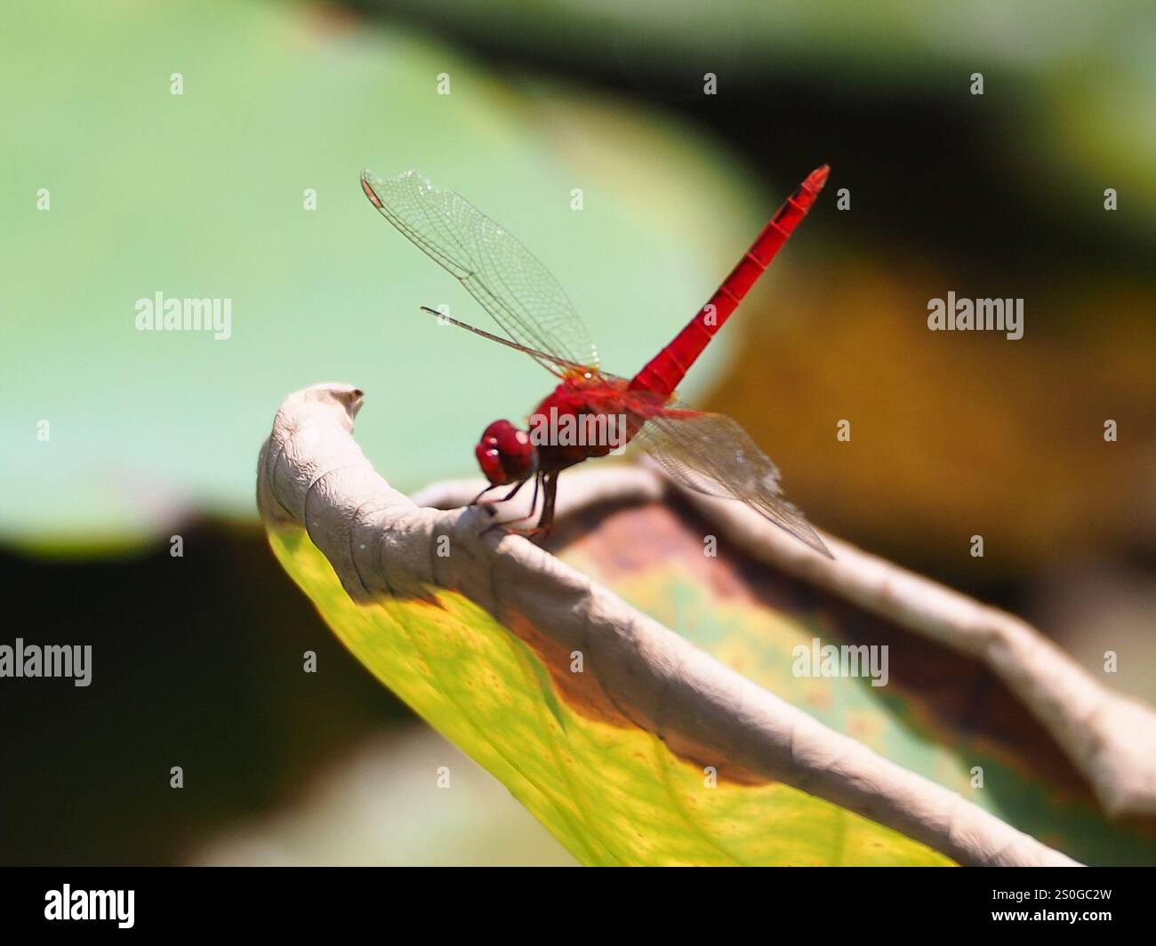 Scarlet Basker (Urothemis signata Stock Photo - Alamy