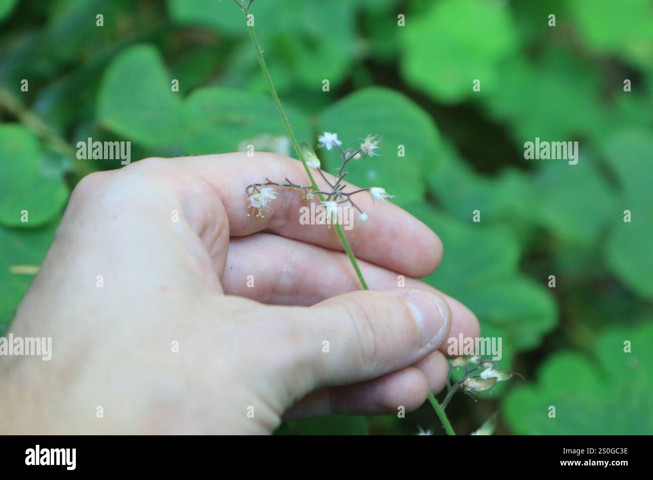 Oneleaf Foamflower (Tiarella trifoliata unifoliata Stock Photo - Alamy