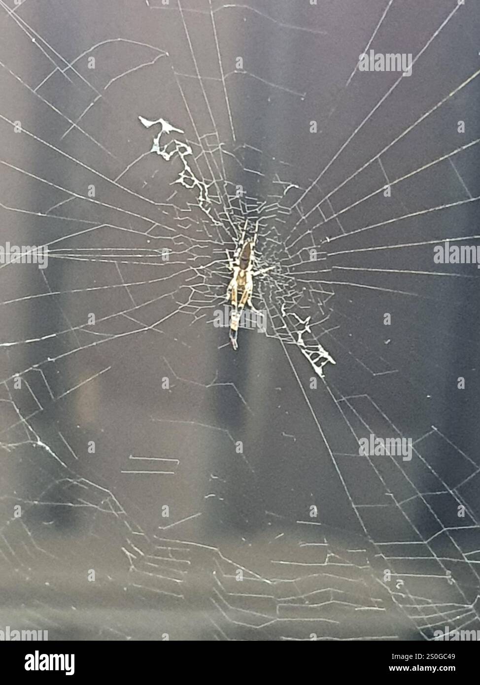 Ninja-star Ceiling Spider (Zosis geniculata Stock Photo - Alamy