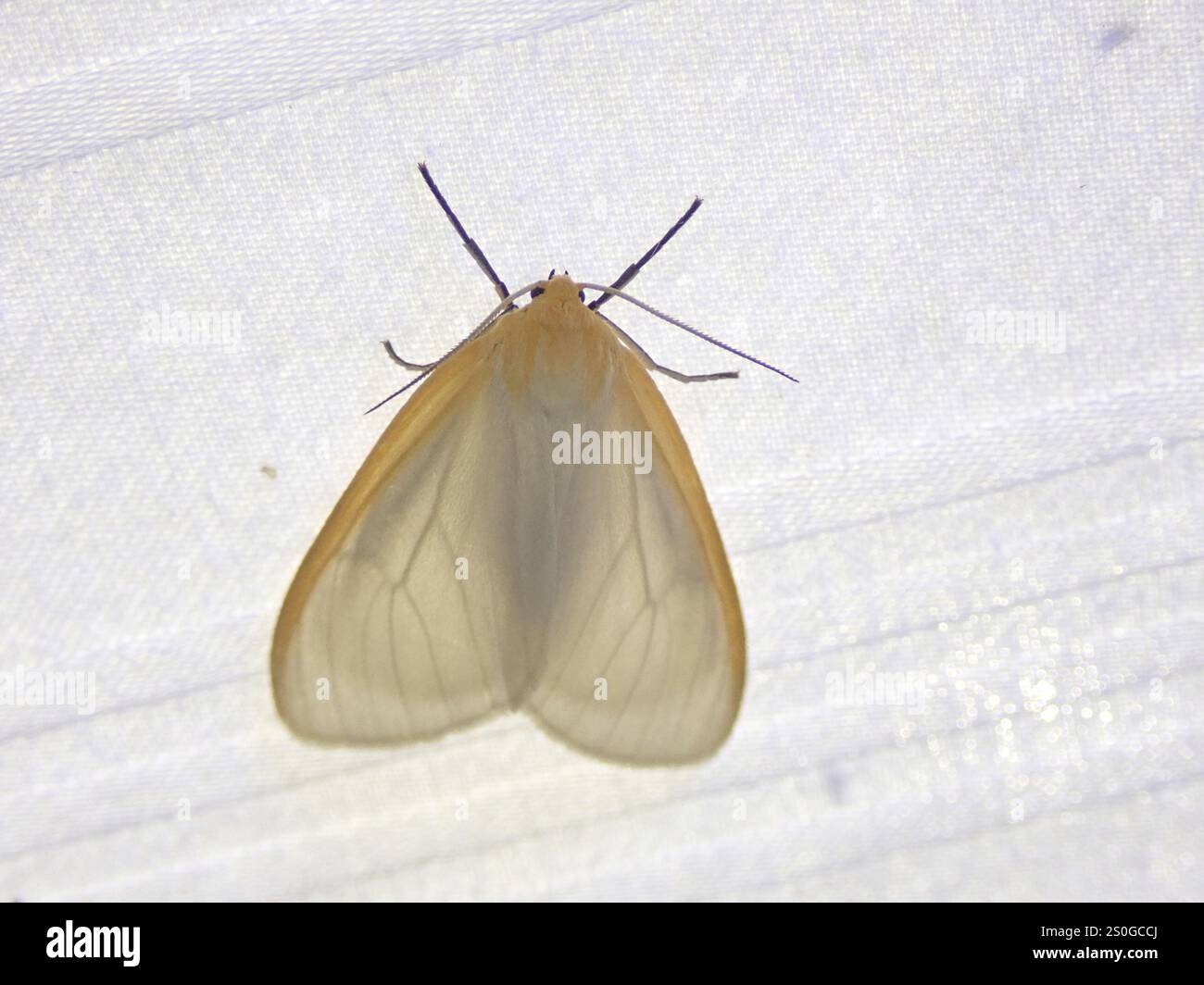 Delicate Cycnia Moth (Cycnia tenera Stock Photo - Alamy