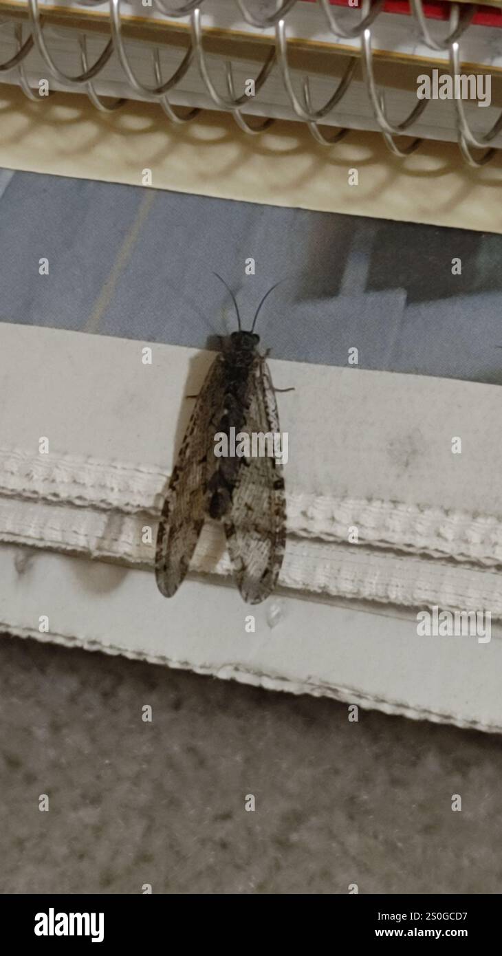 Giant Lacewing (Polystoechotes punctata Stock Photo - Alamy