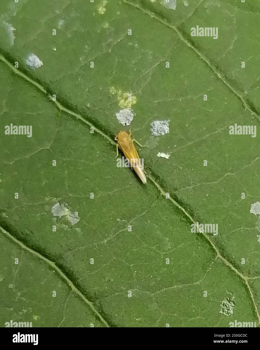 Typical Leafhoppers (Cicadellidae Stock Photo - Alamy