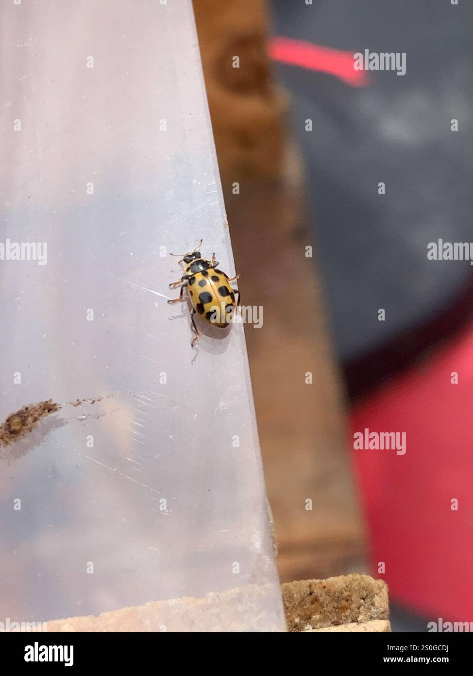 Thirteen-spotted Lady Beetle (Hippodamia tredecimpunctata Stock Photo ...