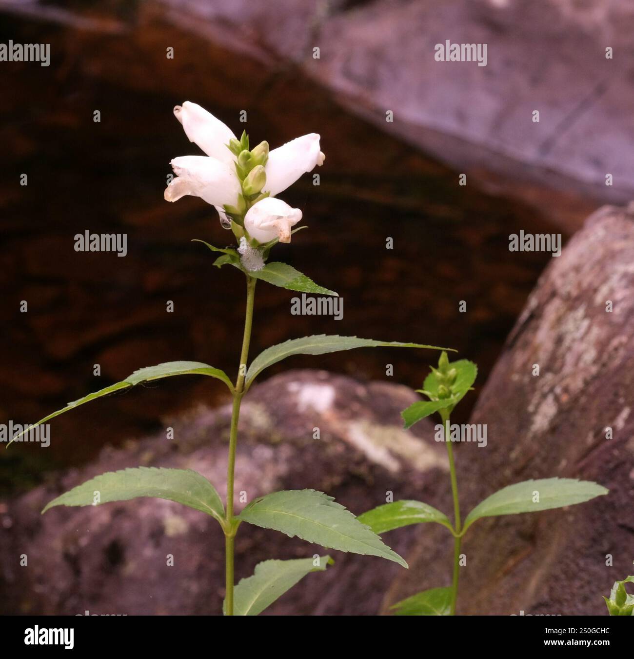 white turtlehead (Chelone glabra Stock Photo - Alamy