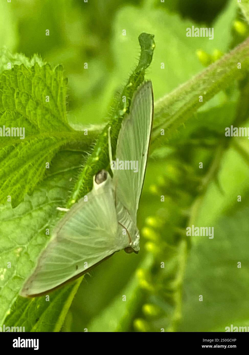 Orange-shouldered Sherbet Moth (Diaphania costata Stock Photo - Alamy