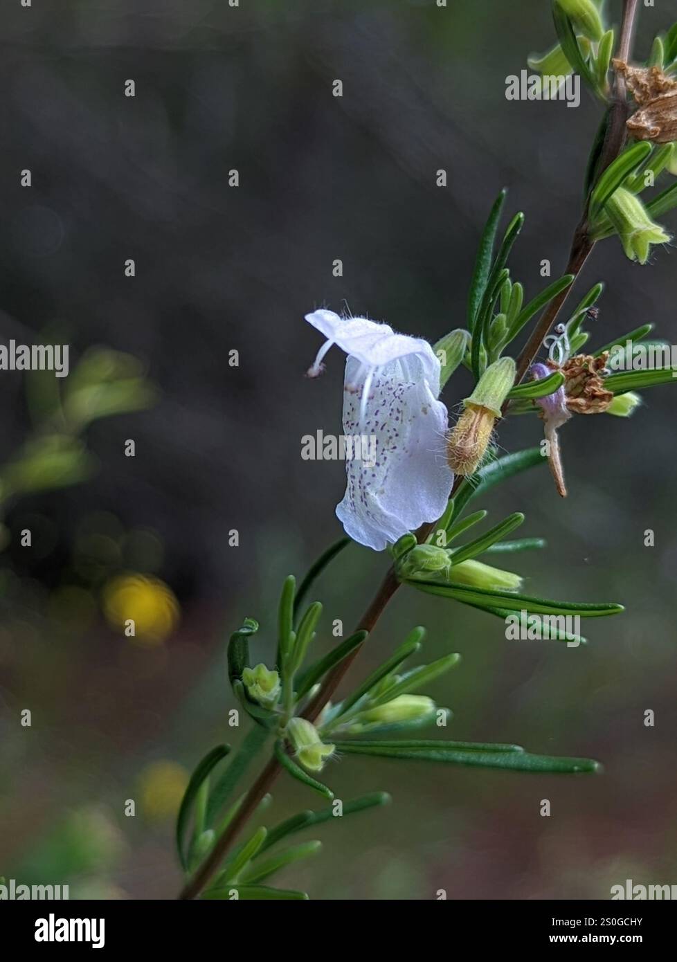 Largeflower False Rosemary (Conradina grandiflora Stock Photo - Alamy