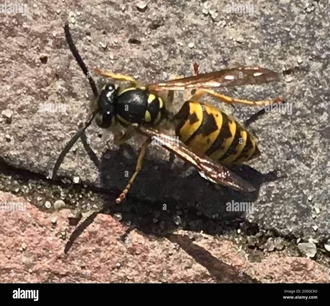 Ground Yellowjackets (Vespula Stock Photo - Alamy