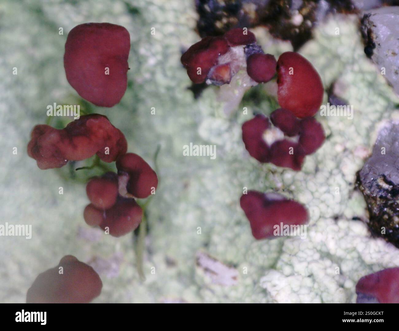 Brown Beret Lichen (Baeomyces rufus Stock Photo - Alamy