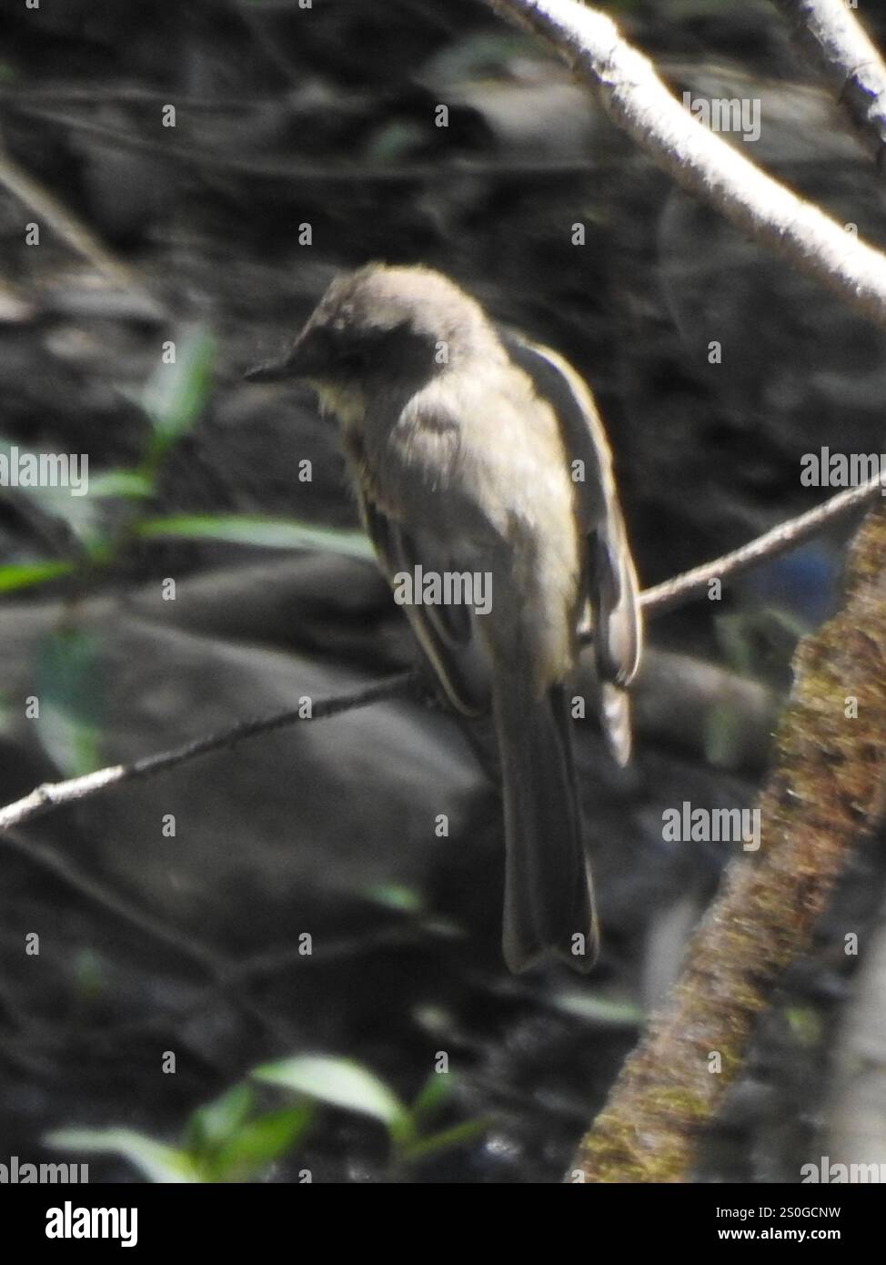 Eastern Phoebe (Sayornis phoebe Stock Photo - Alamy