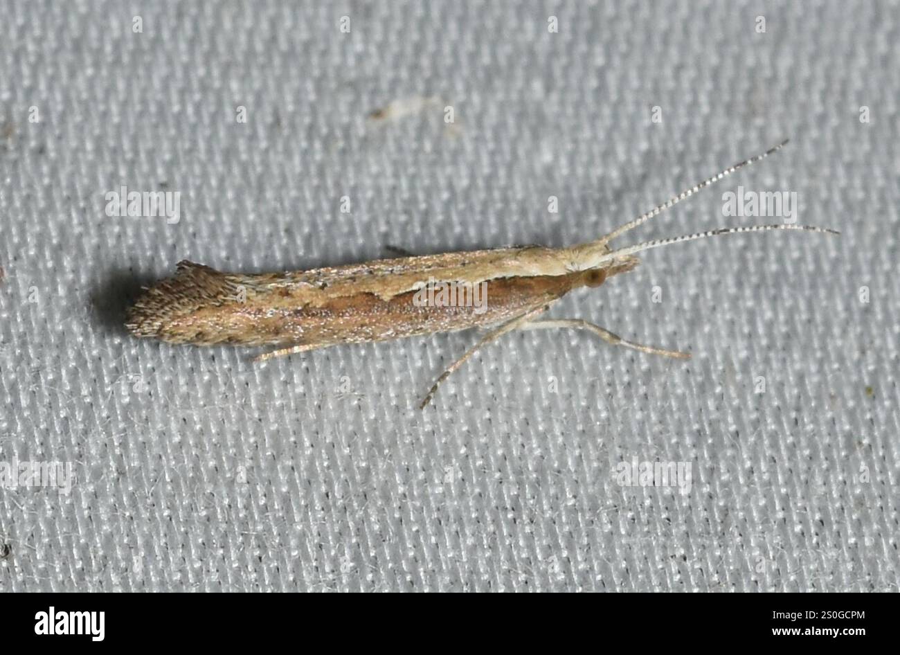 Diamondback Moth (Plutella xylostella Stock Photo - Alamy