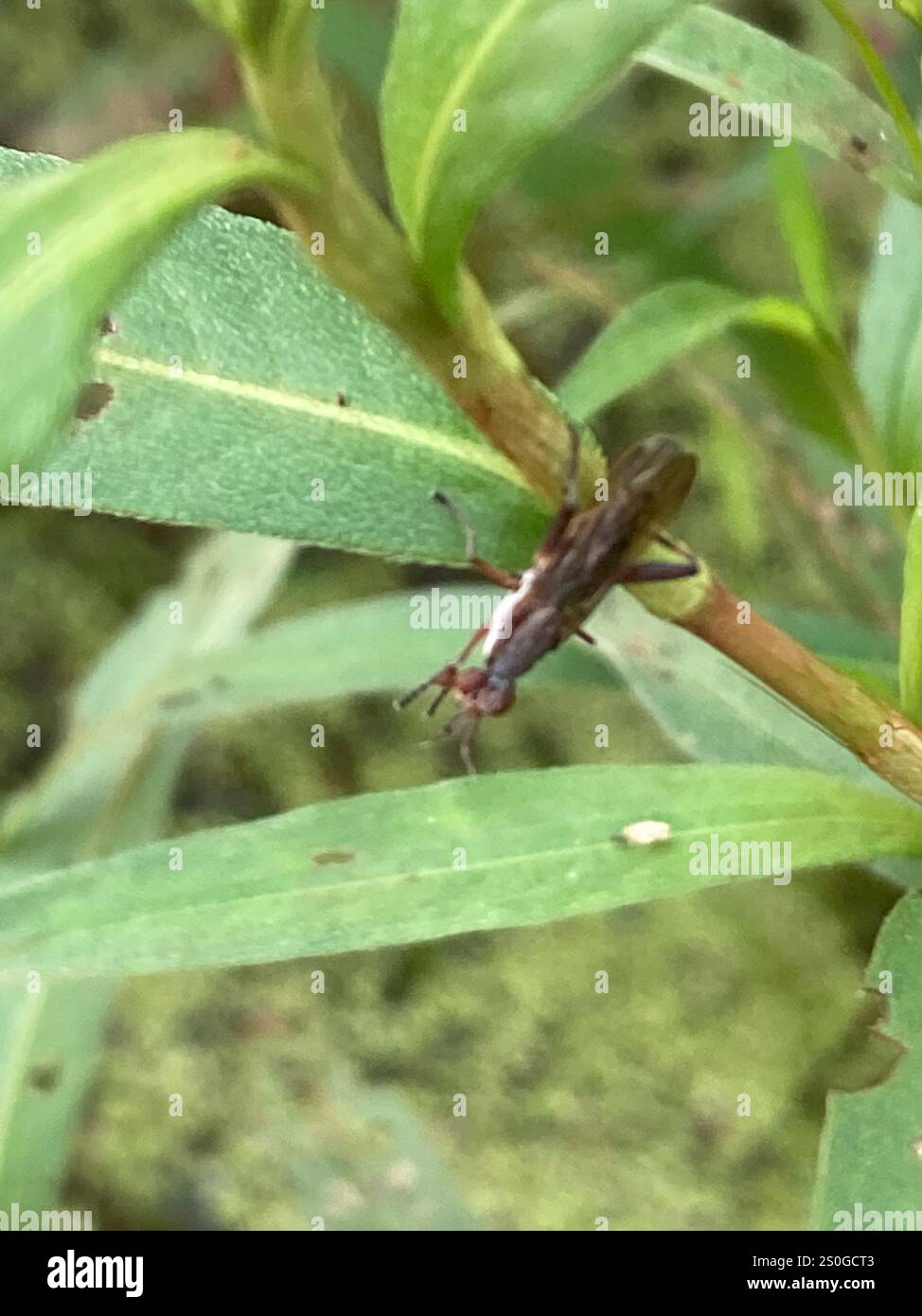 Snail-killing Flies (Sepedon Stock Photo - Alamy
