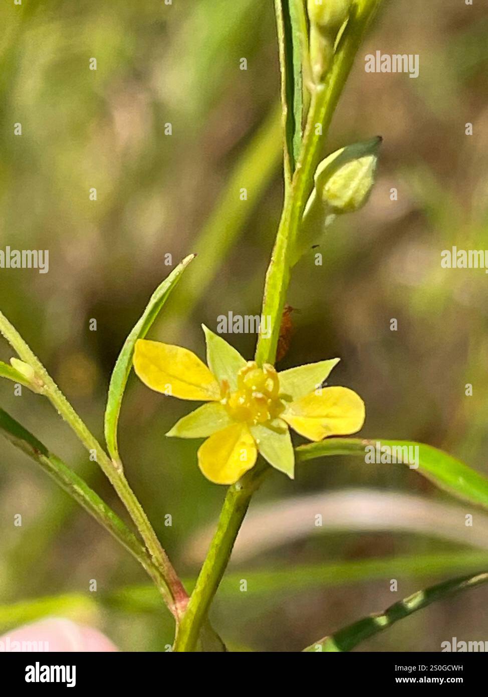 Narrowleaf Primrose-willow (Ludwigia linearis Stock Photo - Alamy