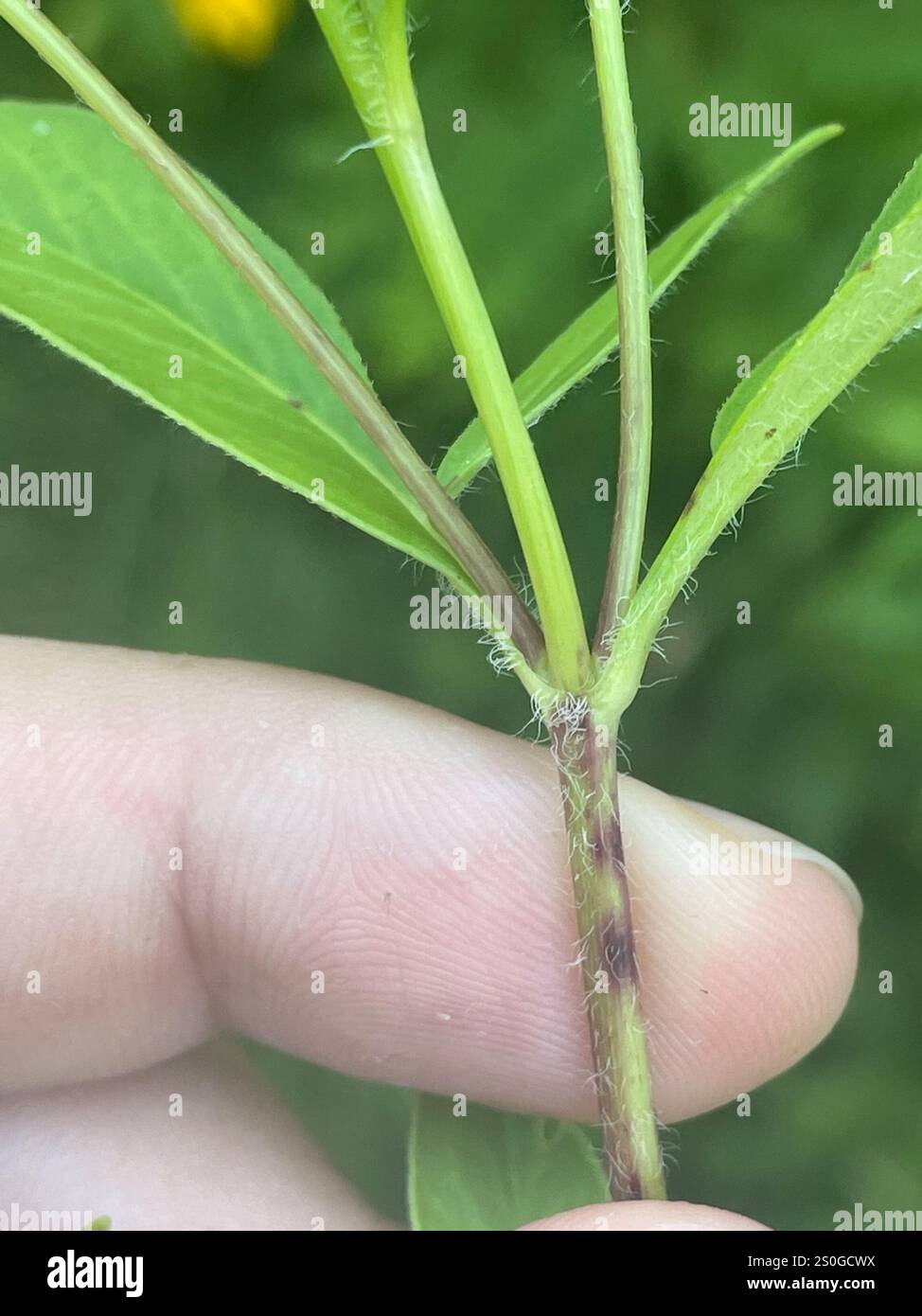 Star Tickseed (Coreopsis pubescens Stock Photo - Alamy