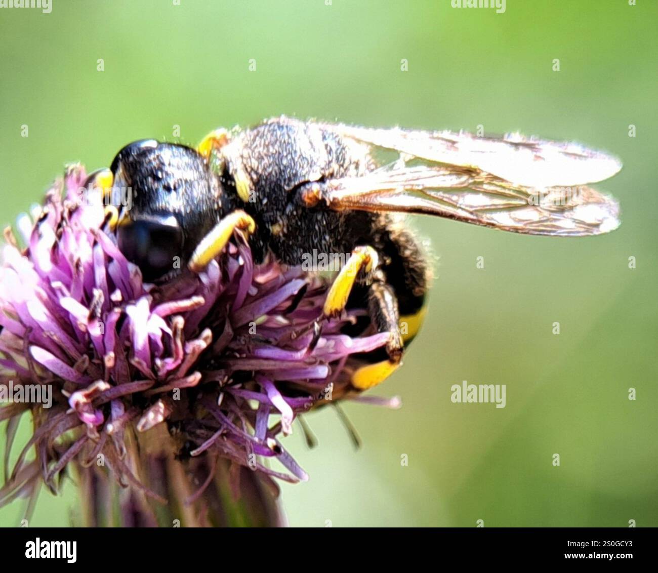 Common Ectemnius (Ectemnius continuus Stock Photo - Alamy