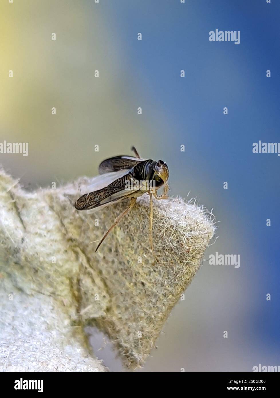 Sigara lateralis hi-res stock photography and images - Alamy