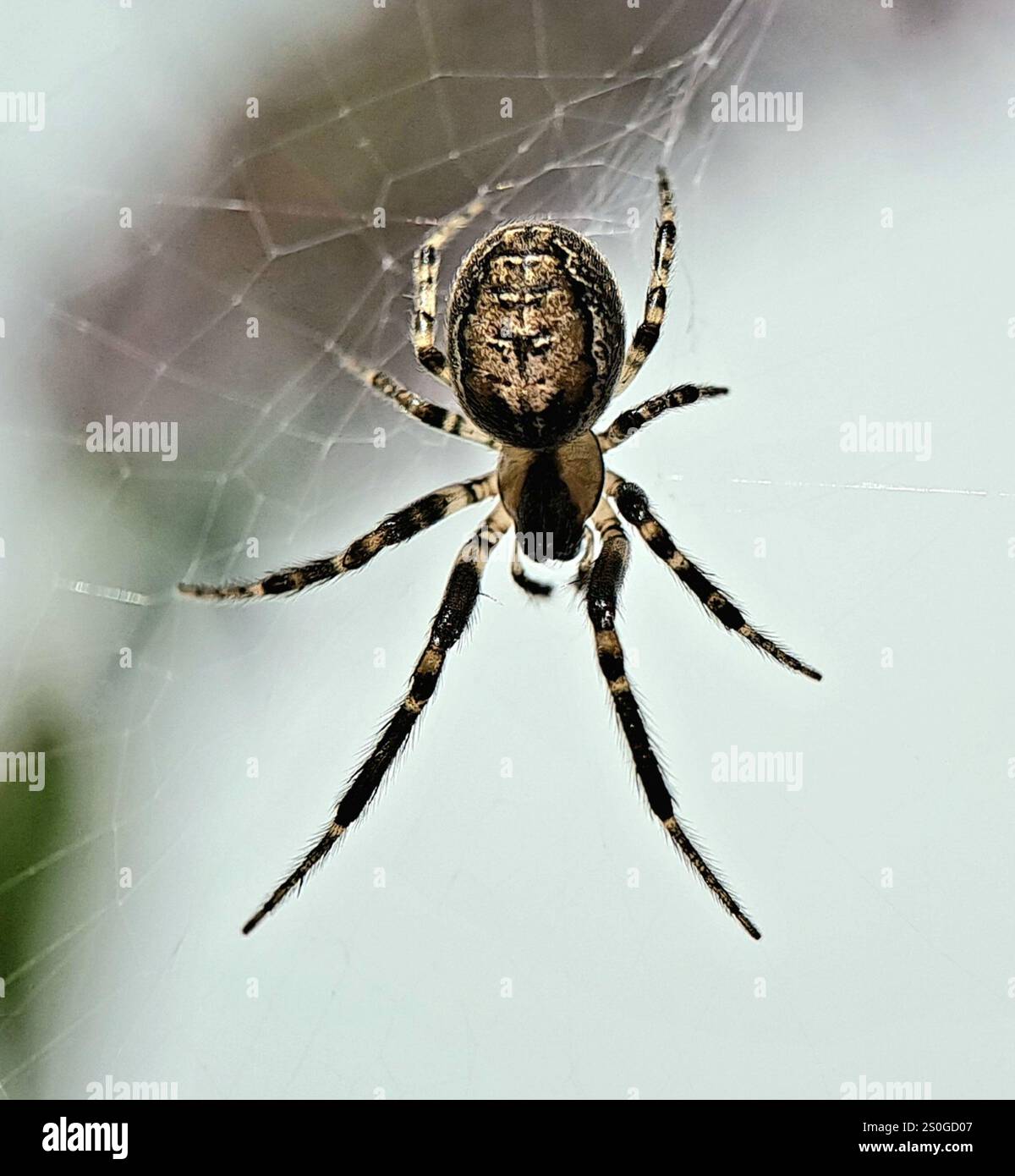 Silver-sided Sector Spider (Zygiella x-notata Stock Photo - Alamy