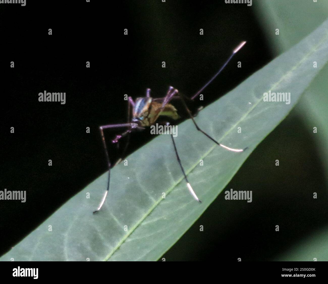 Elephant Mosquito (Toxorhynchites rutilus Stock Photo - Alamy
