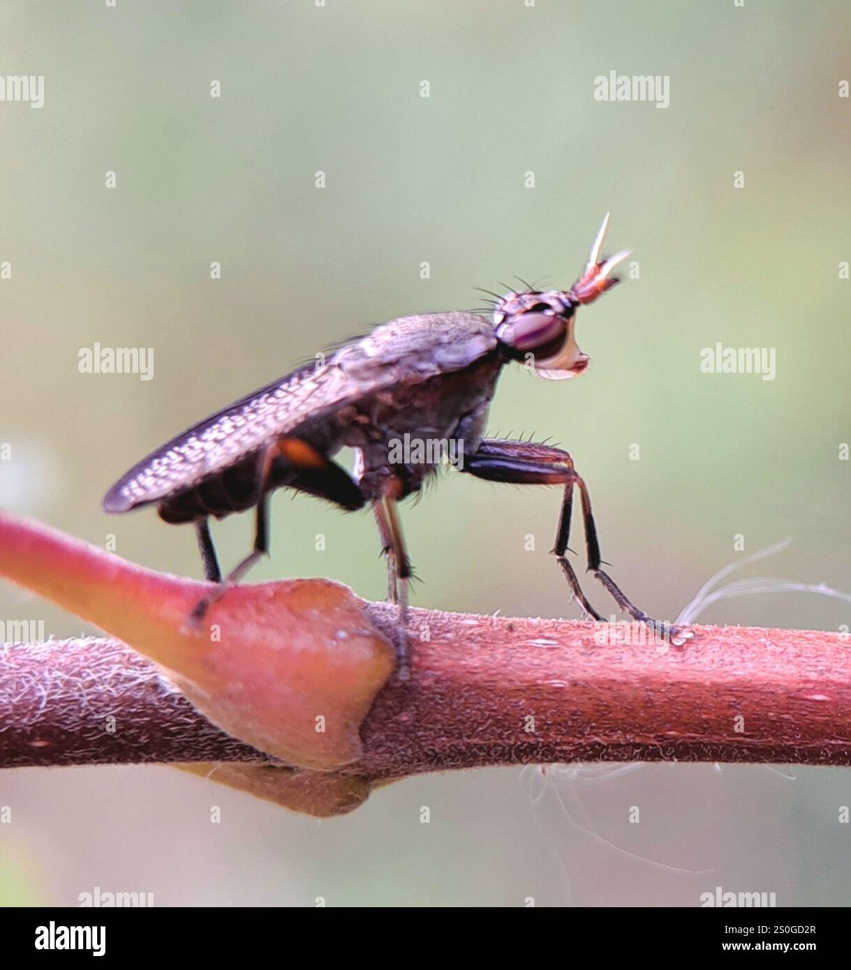 Sieve-winged Snailkiller (Coremacera marginata Stock Photo - Alamy