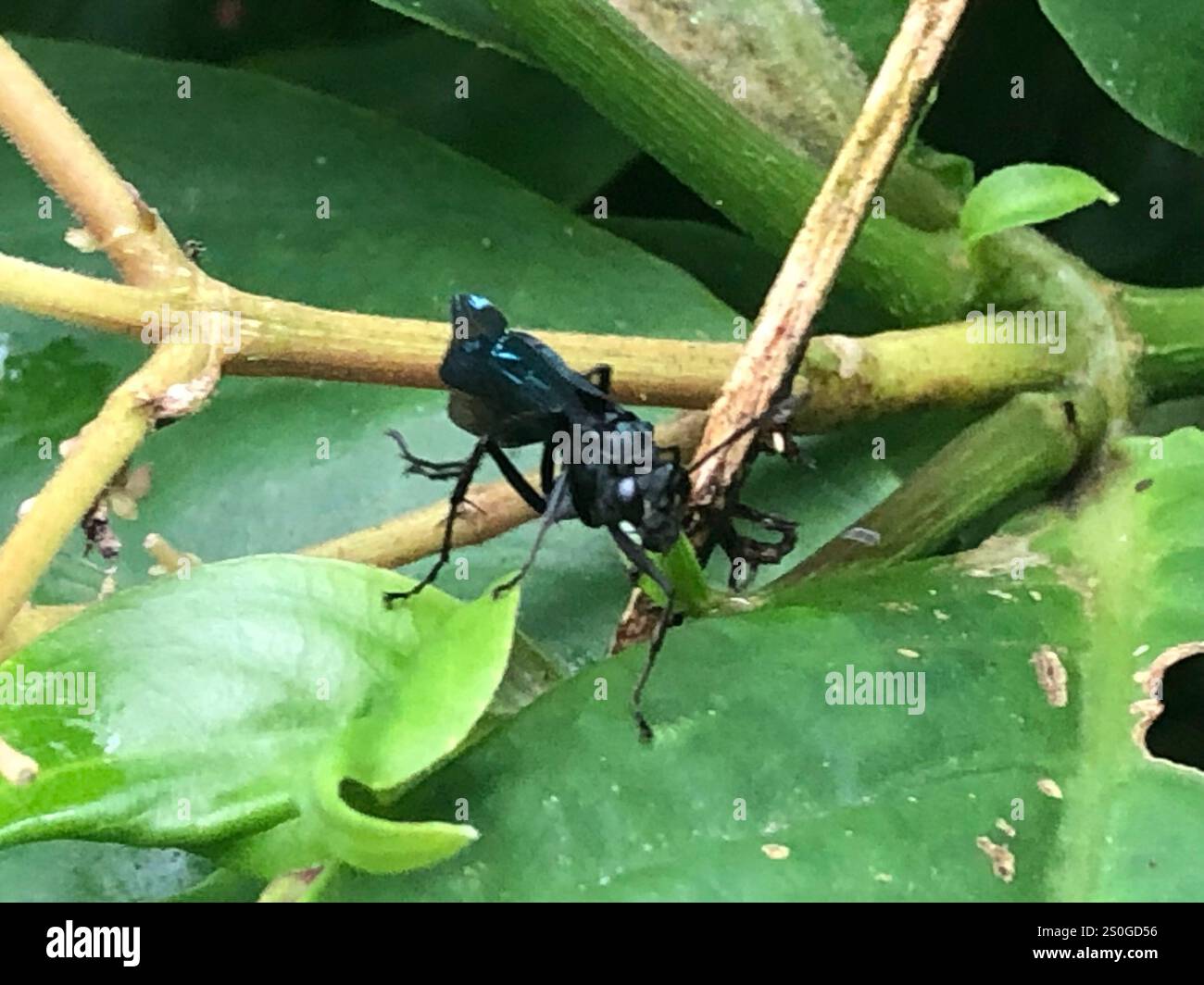 Ants, Bees, and Stinging Wasps (Aculeata Stock Photo - Alamy