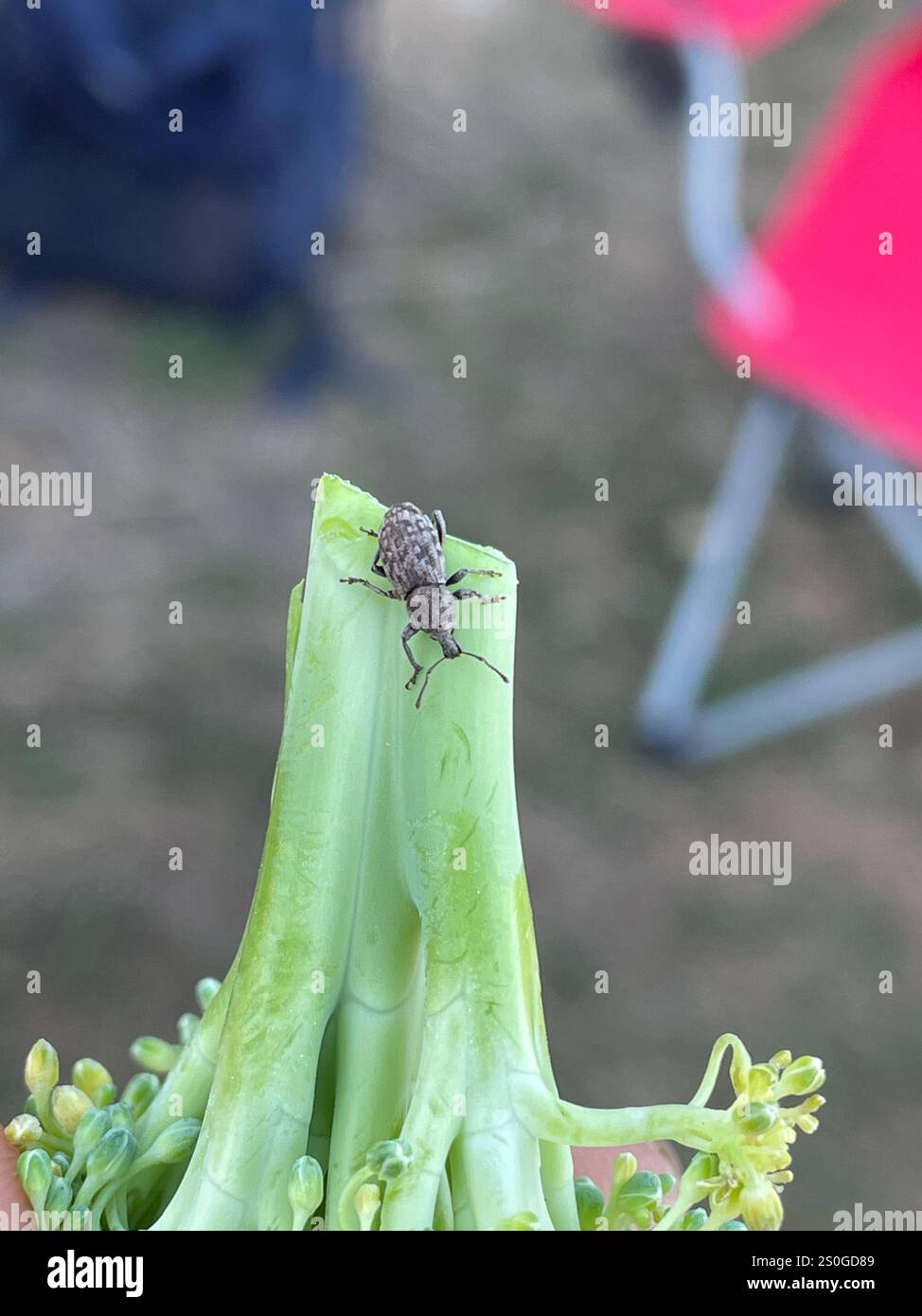 True Weevils (Curculionidae Stock Photo - Alamy