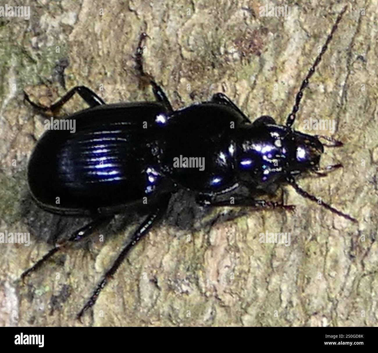 Ebeninus hi-res stock photography and images - Alamy