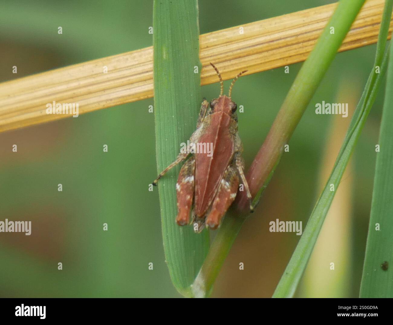Common Groundhopper (Tetrix undulata Stock Photo - Alamy