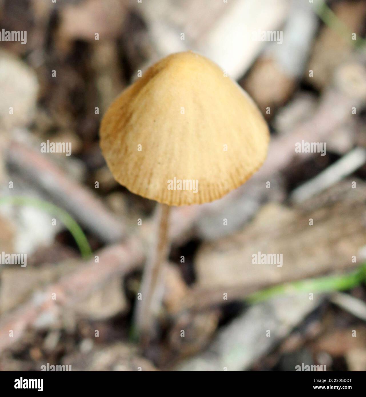 milky conecap (Conocybe apala Stock Photo - Alamy