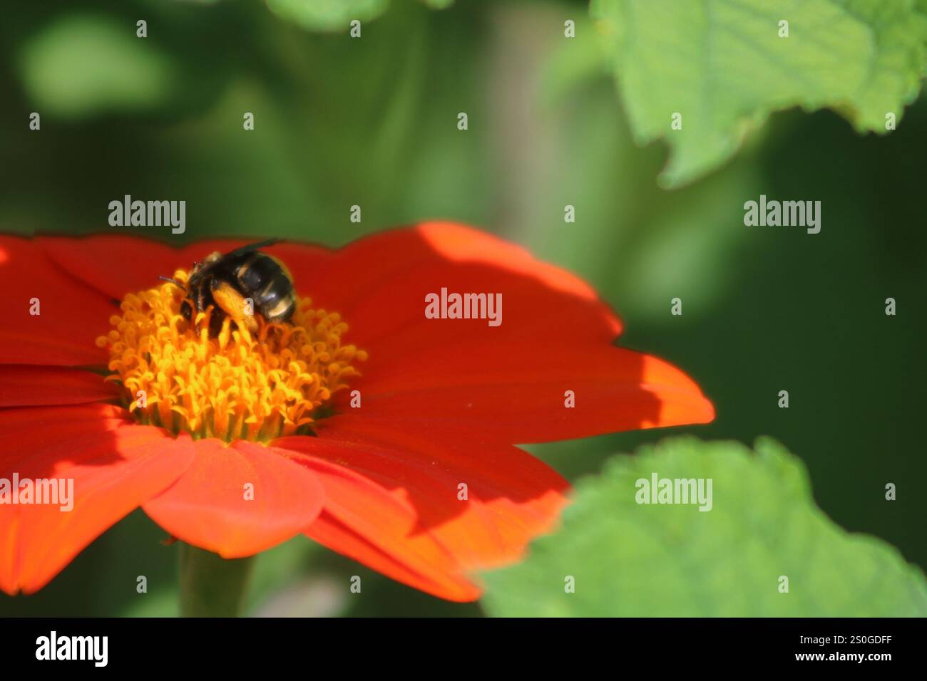 Longhorn Bees (Eucerini Stock Photo - Alamy