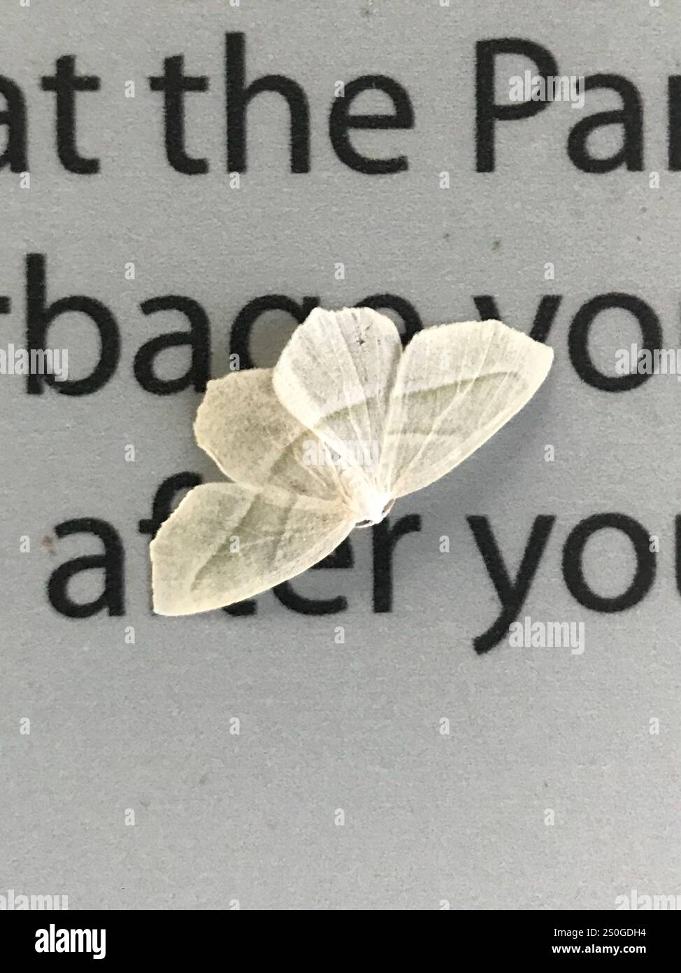 Pale Beauty (Campaea perlata Stock Photo - Alamy
