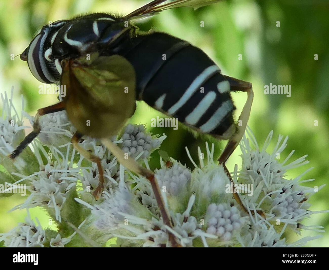 Bald-faced Hornet Fly (Spilomyia fusca Stock Photo - Alamy
