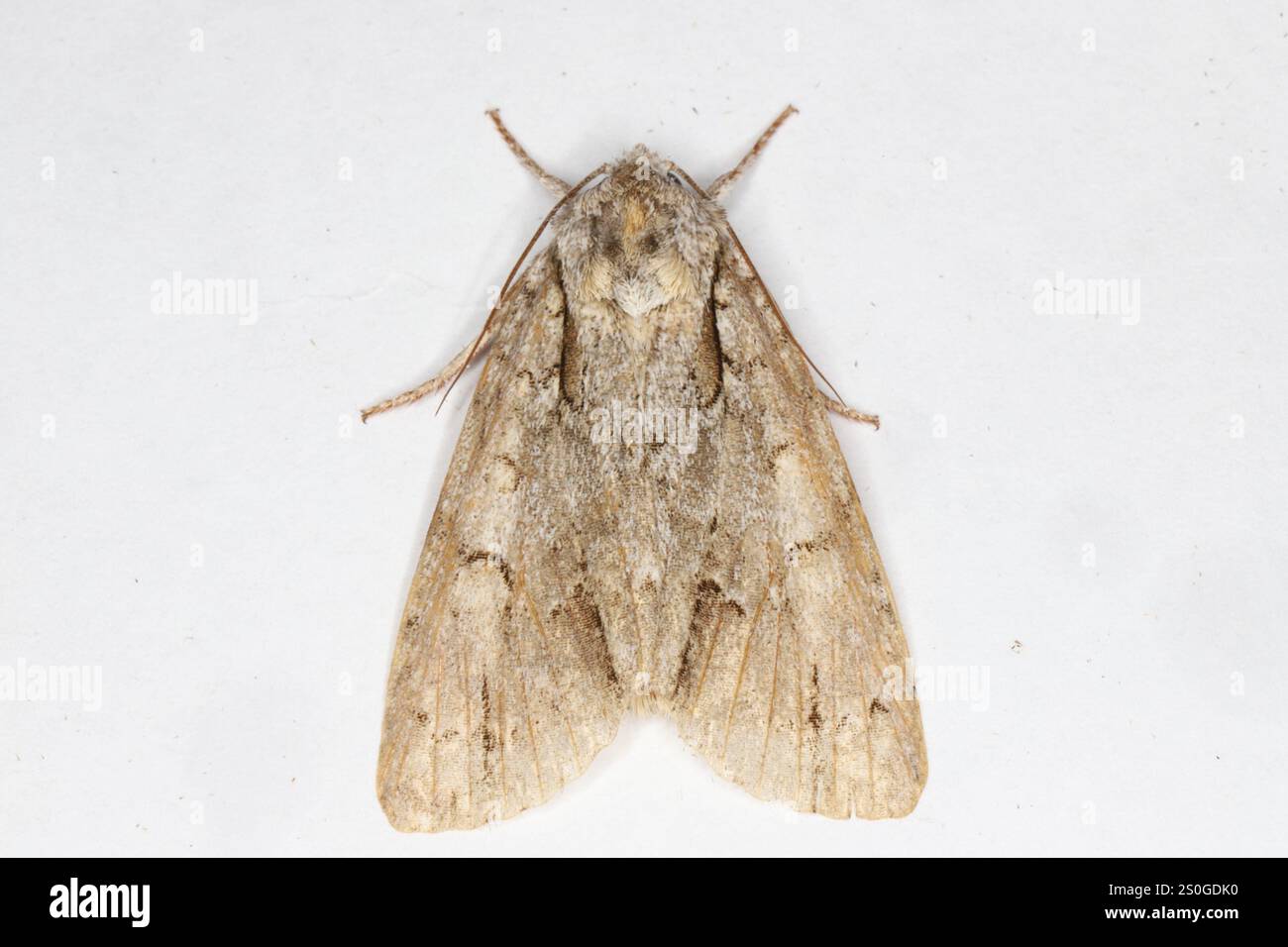 Ochre Dagger (Acronicta morula Stock Photo - Alamy