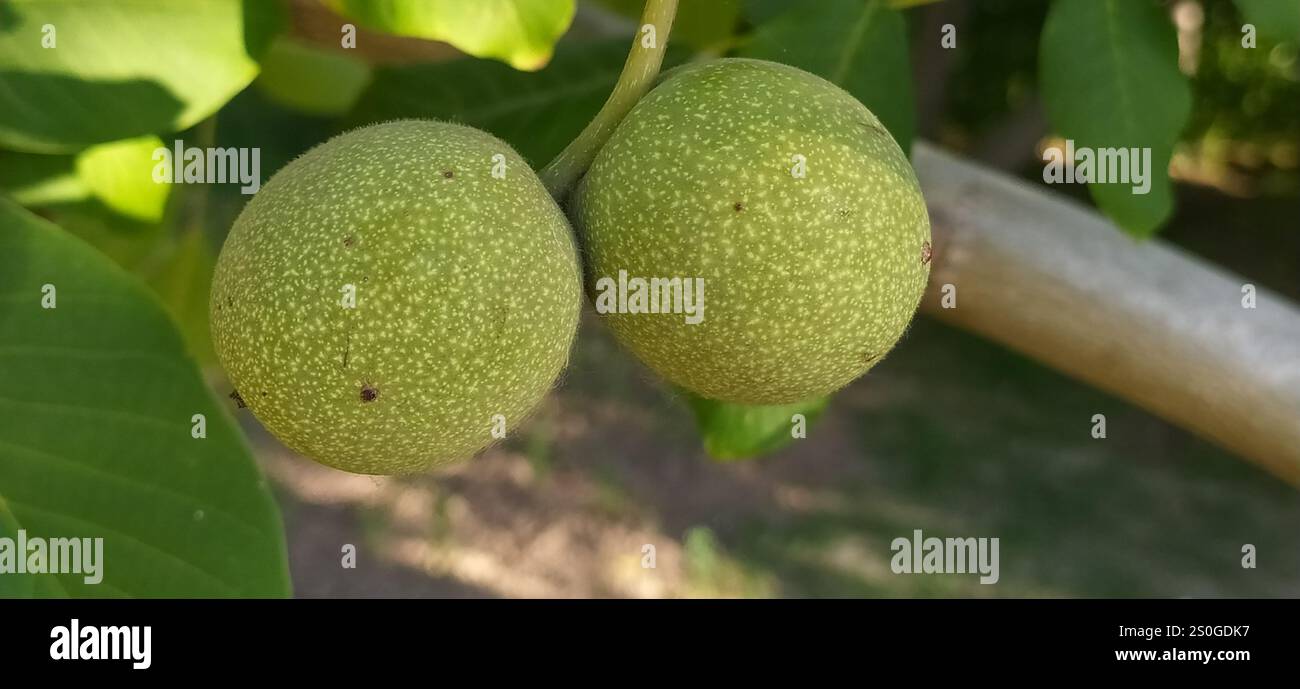 Persian walnut (Juglans regia Stock Photo - Alamy
