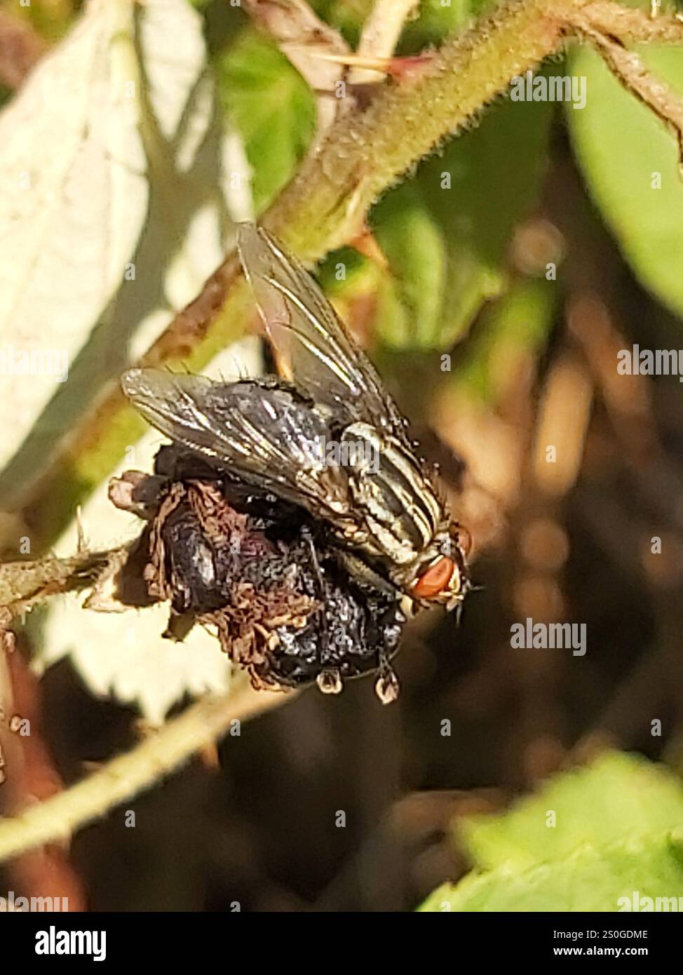 Common Flesh Flies (Sarcophaga Stock Photo - Alamy