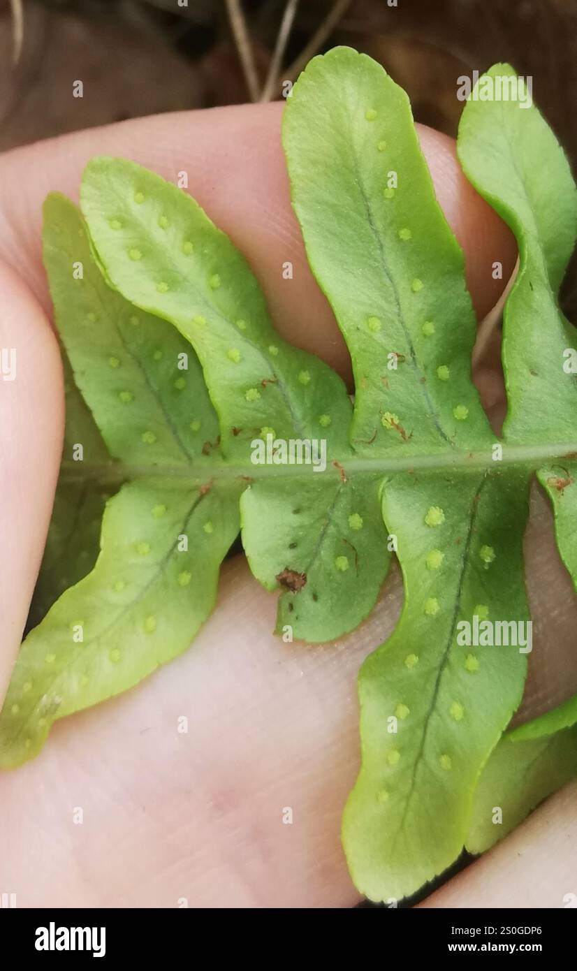 common polypody (Polypodium vulgare Stock Photo - Alamy