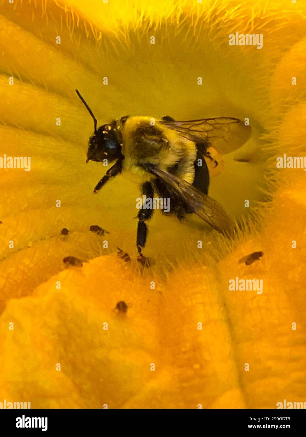 Common Eastern Bumble Bee (Bombus impatiens Stock Photo - Alamy