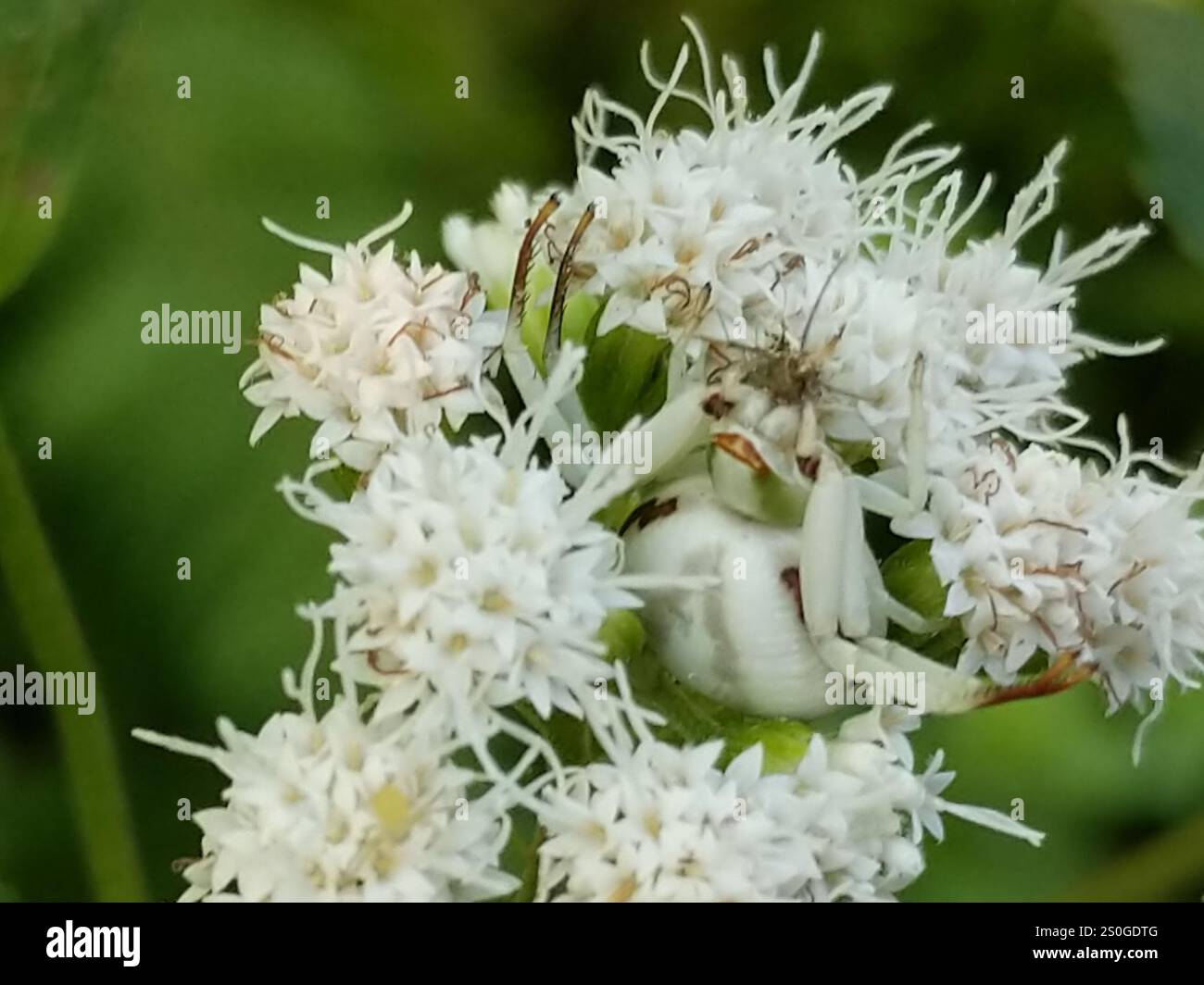 White-banded Crab Spider (Misumenoides formosipes Stock Photo - Alamy