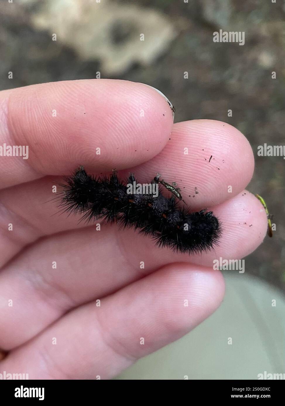 Night-wandering Dagger (Acronicta noctivaga Stock Photo - Alamy