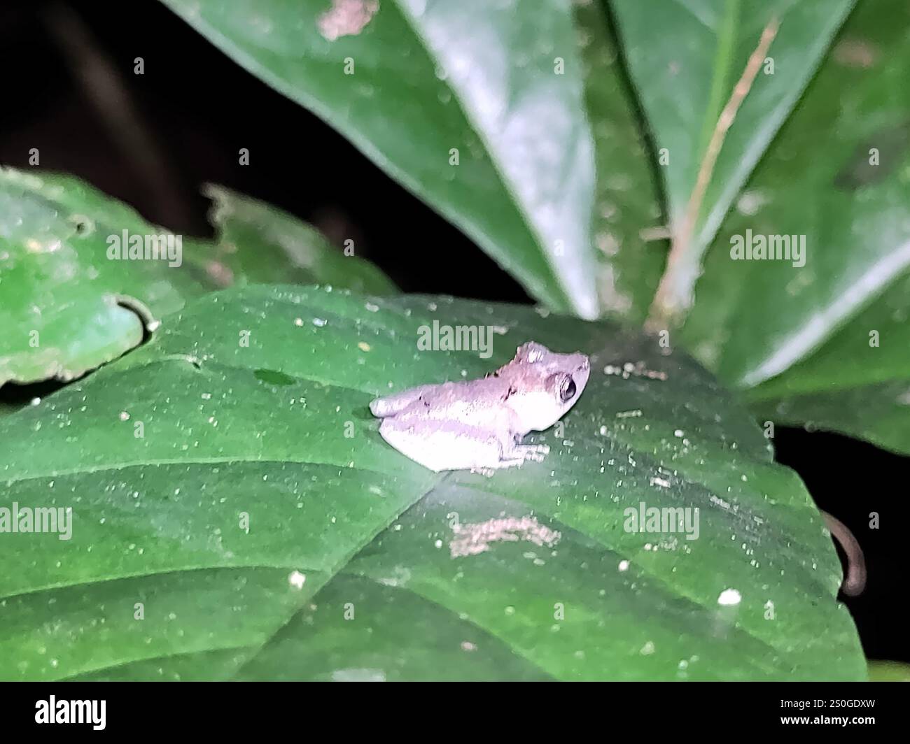 Robber frogs hi-res stock photography and images - Alamy