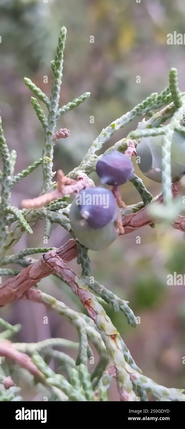 Pashtun juniper (Juniperus seravschanica Stock Photo - Alamy