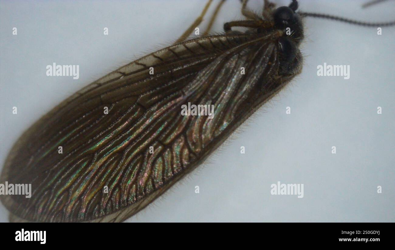 Black Spongillafly (Sisyra nigra Stock Photo - Alamy