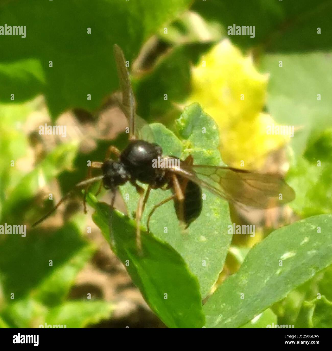 Wood, Mound, and Field Ants (Formica Stock Photo - Alamy