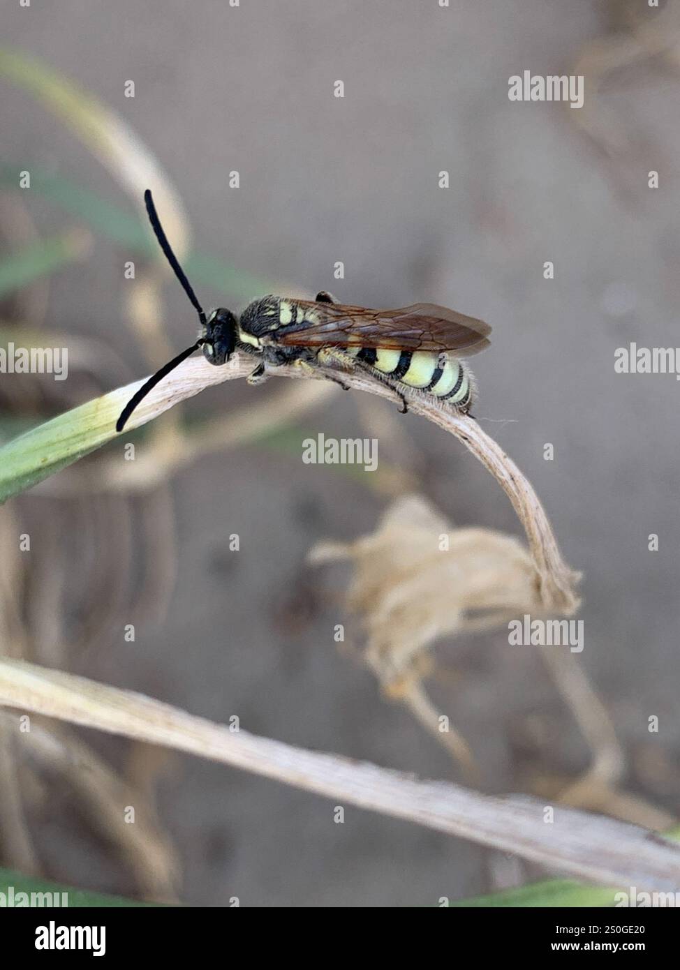 Colpa sexmaculata hi-res stock photography and images - Alamy