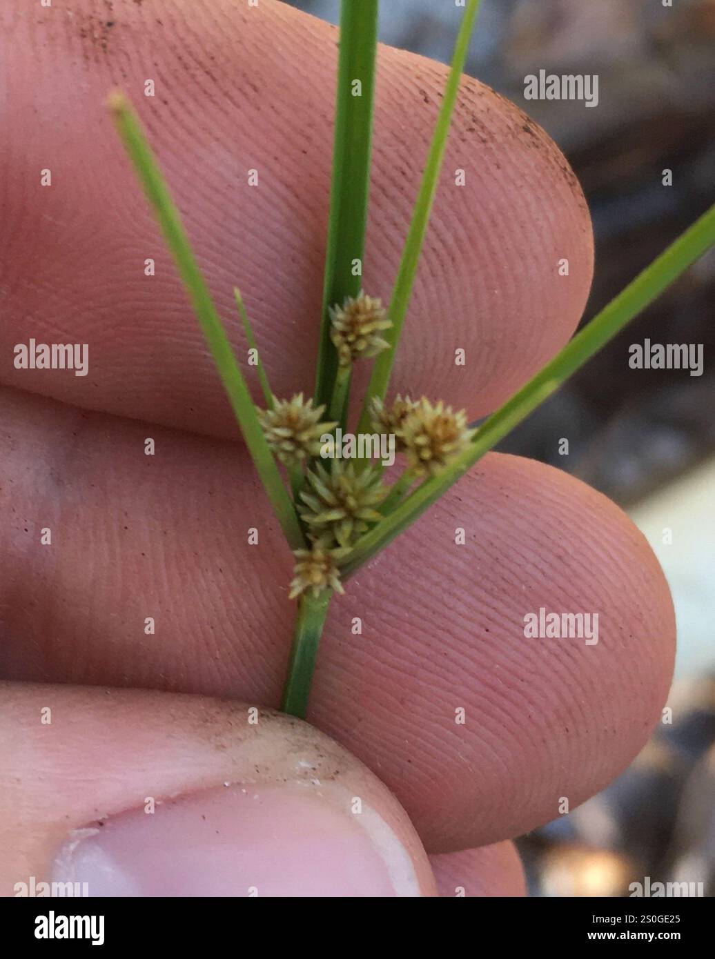 Baldwin's Flatsedge (Cyperus croceus Stock Photo - Alamy