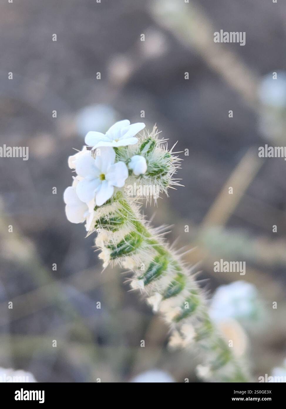 Clearwater cryptantha (Cryptantha intermedia Stock Photo - Alamy
