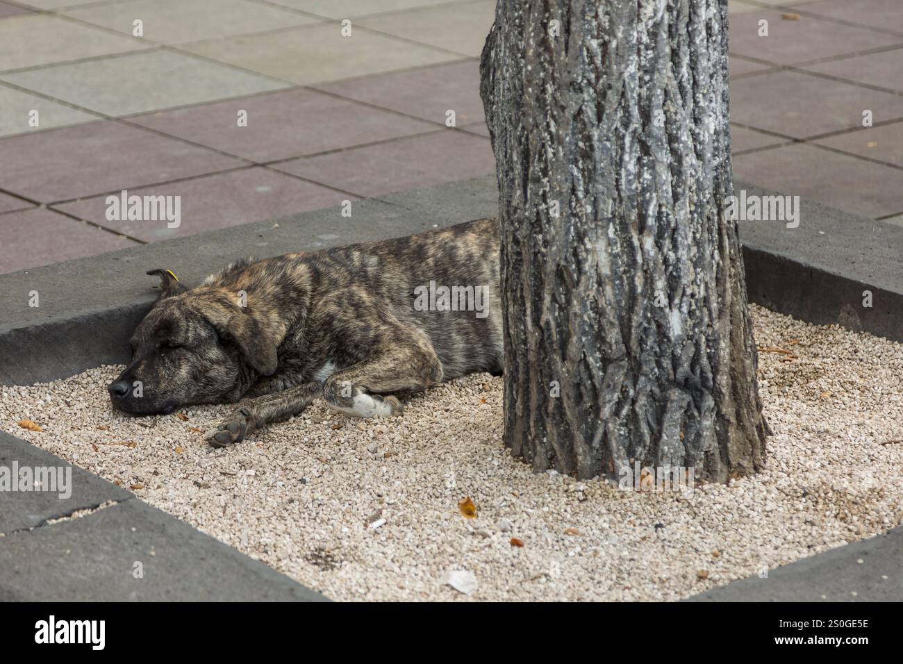 Sleeping dog on the sidewalk. Center of the town. Tbilisi, Georgia ...