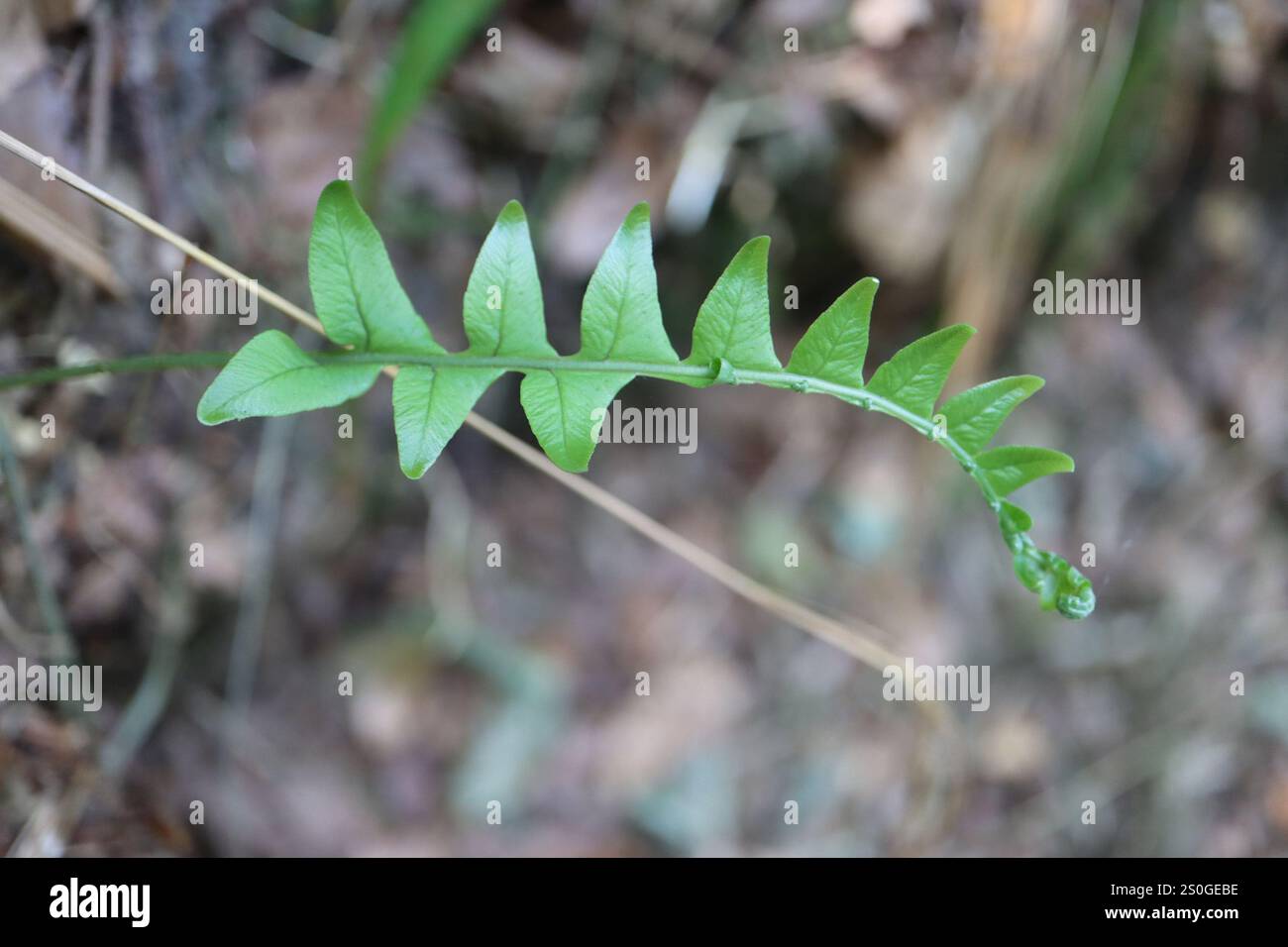 common polypody (Polypodium vulgare Stock Photo - Alamy