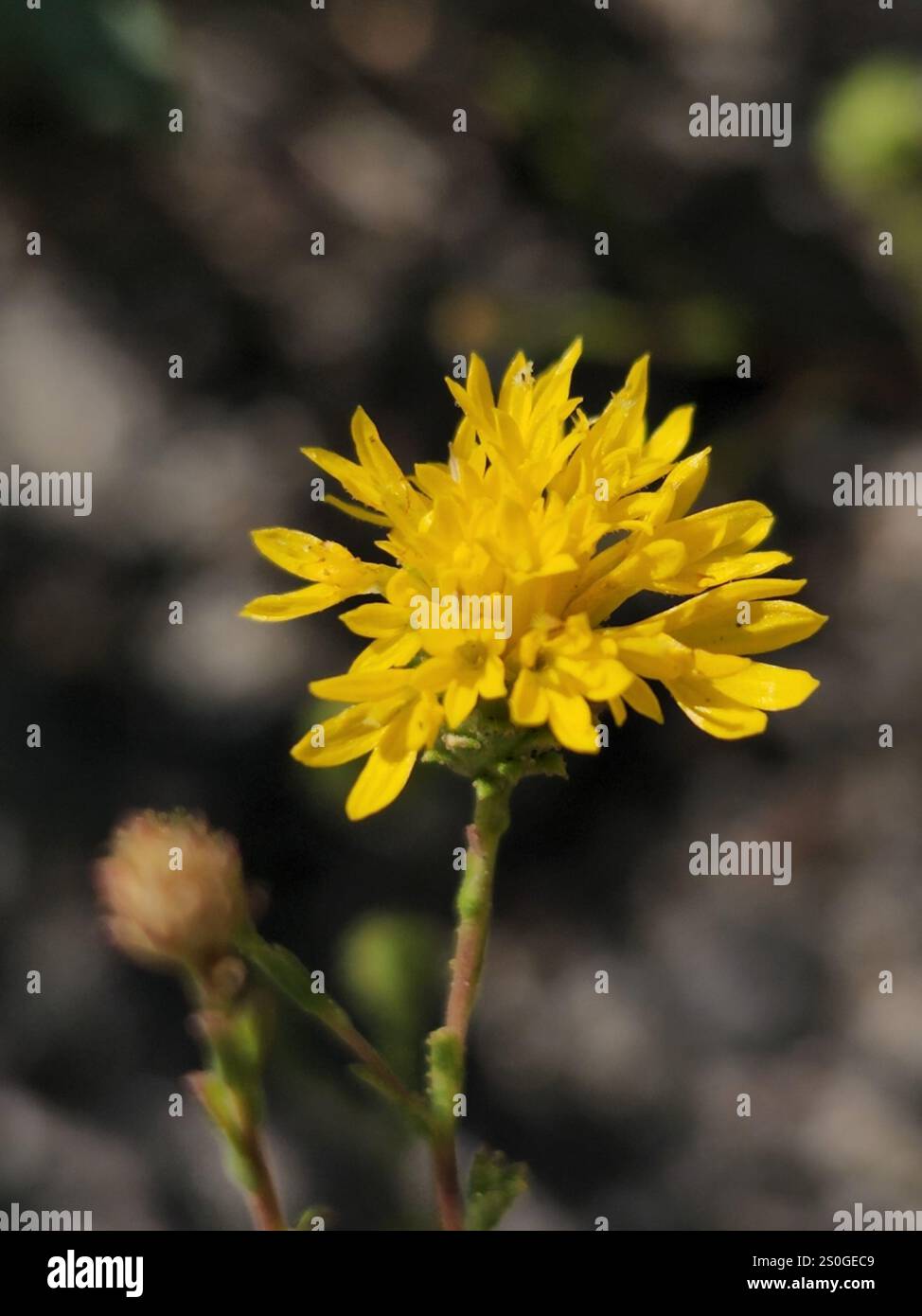 Valley Lessingia (Lessingia glandulifera Stock Photo - Alamy