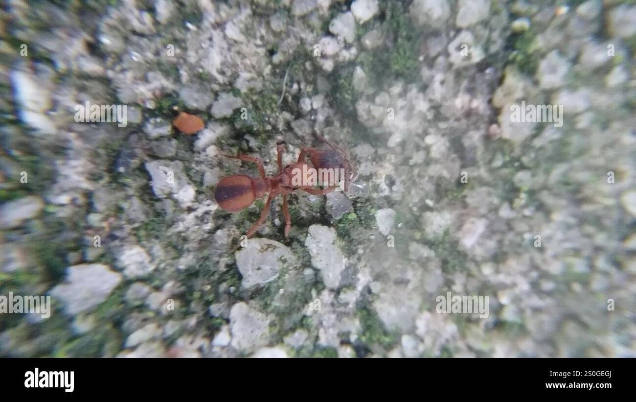 Northern Fungus-farming Ant (Trachymyrmex septentrionalis Stock Photo ...