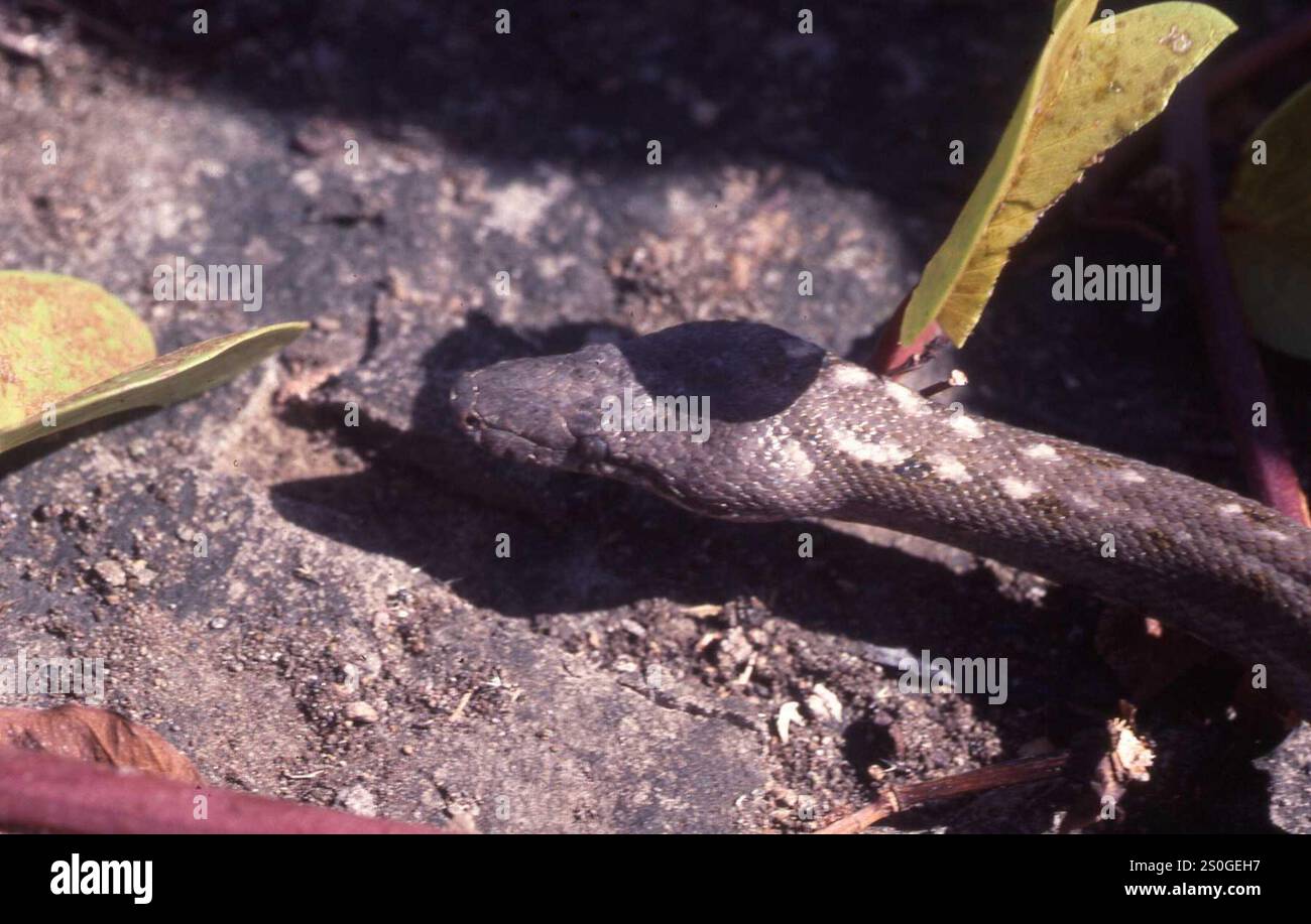 Round Island Boa (Casarea dussumieri Stock Photo - Alamy