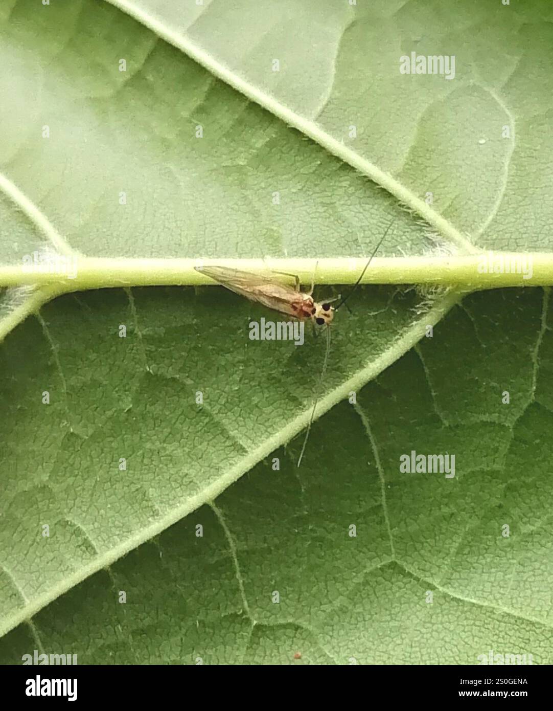 Stenopsocus hi-res stock photography and images - Alamy